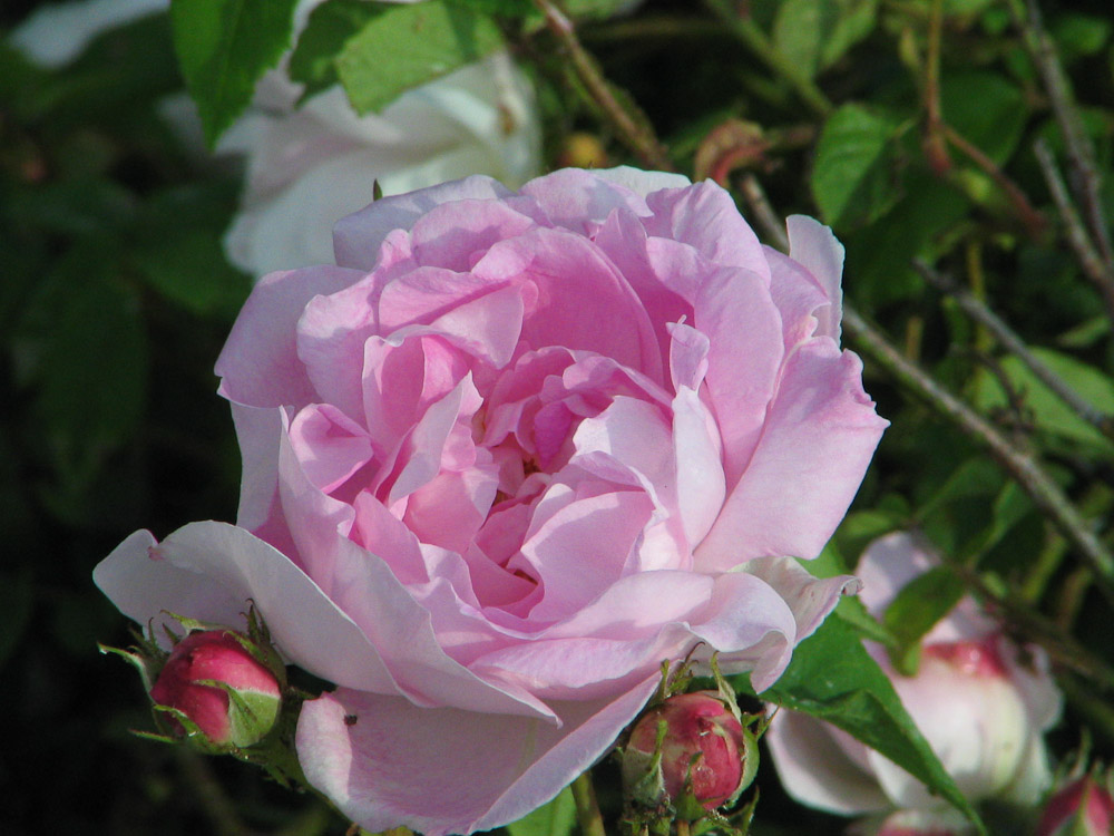 Rose : Duchesse d'Angouleme