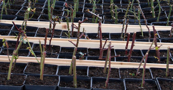 Opposizione diametro Tappeto come fare le talee di rose sbadigli dose ...