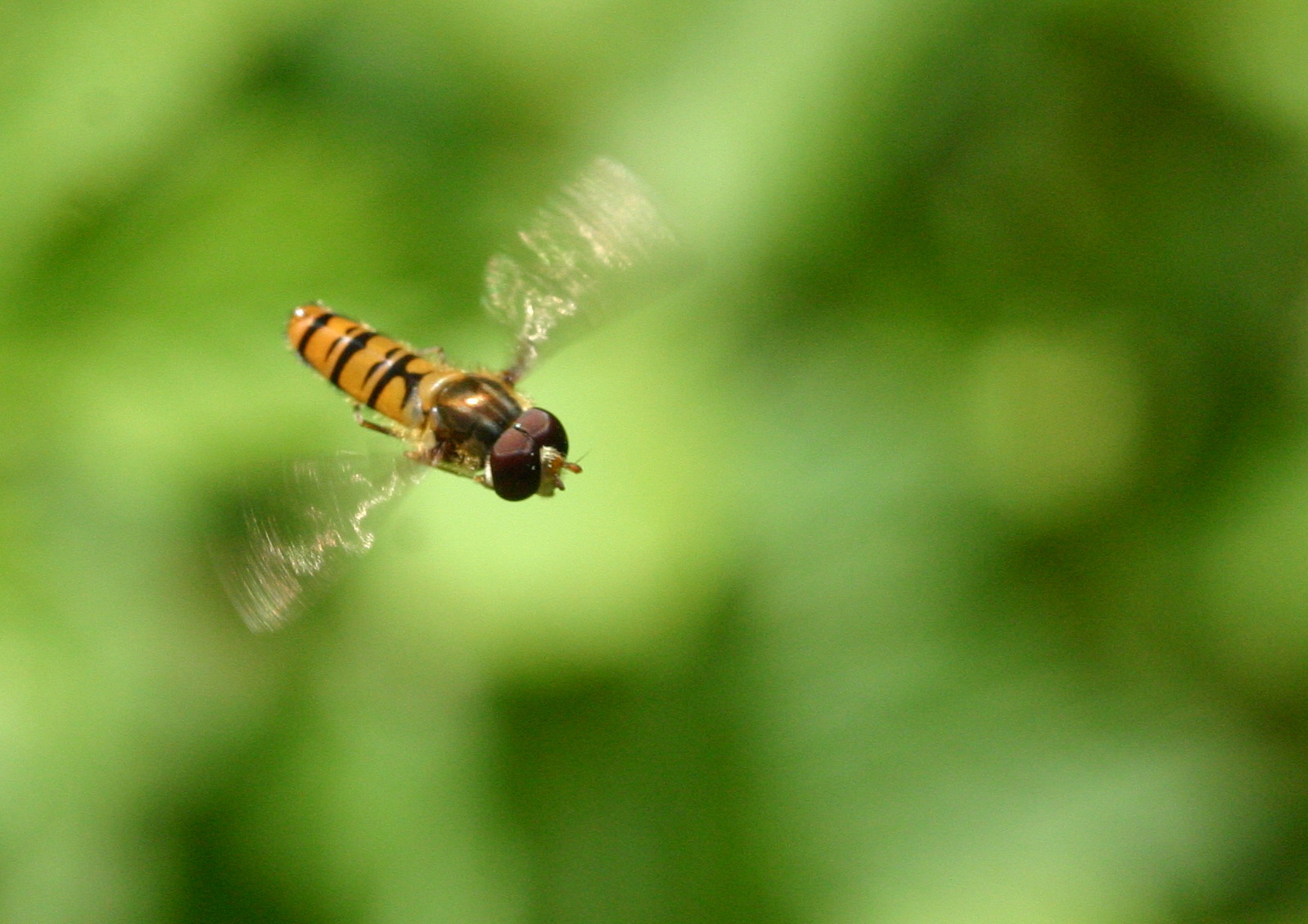 Insetti utili alla rose, Episyrphus balteatus