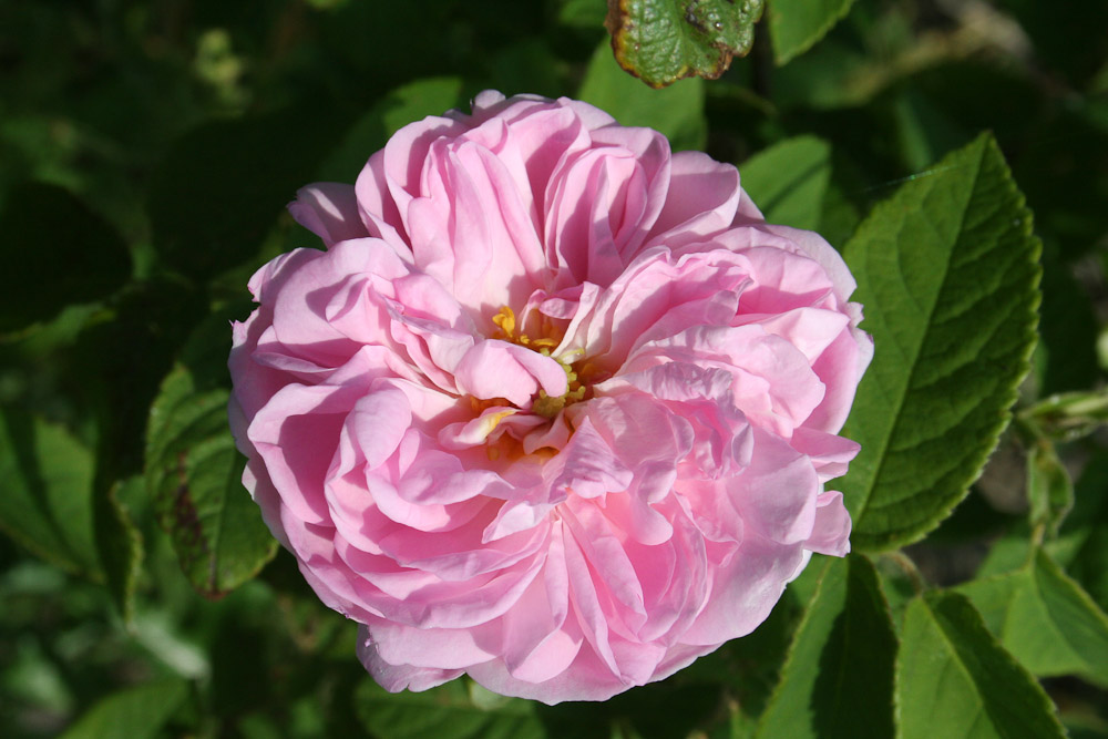 Rose : Agatha Incarnata
