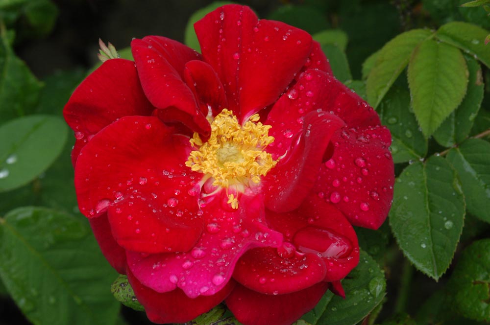 Rose : Alain Blanchard