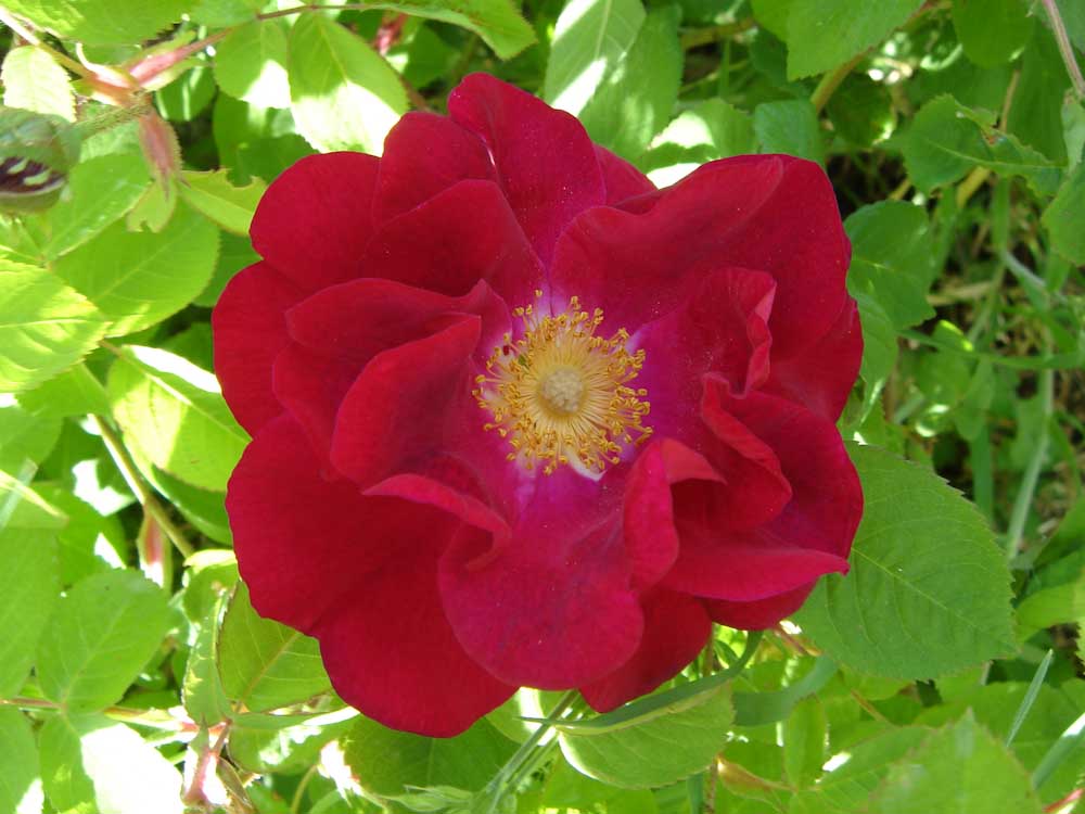 Rose : Alain Blanchard
