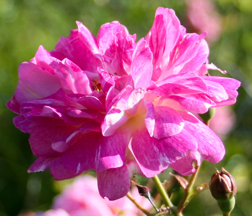 Rose : Alexandre Girault