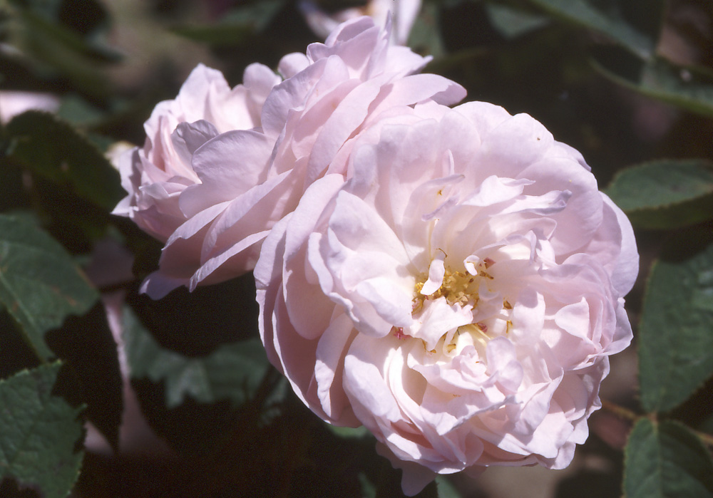Rose : Alfred de Dalmas