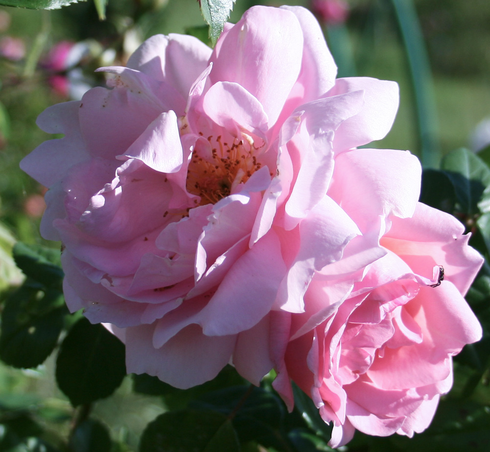 Rose : Alida Lovett