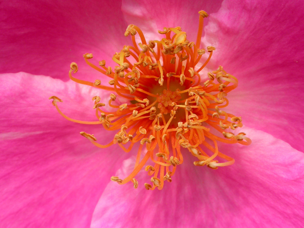 Rose : Anemone