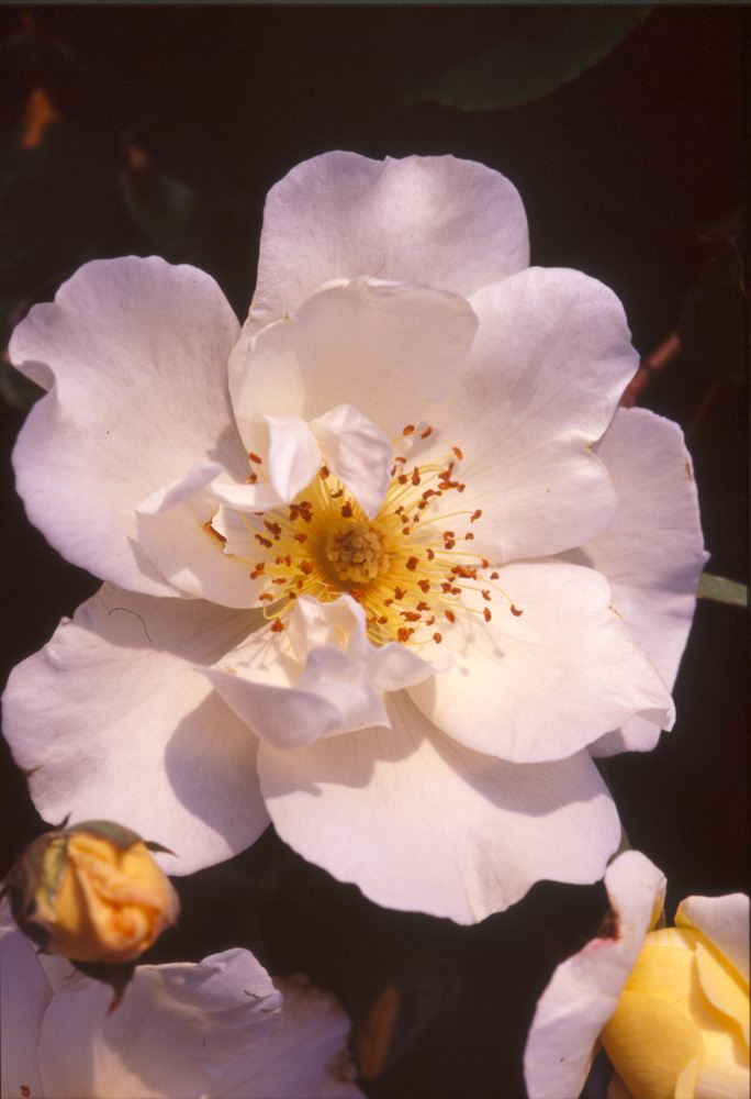 Rose : Autumn Delight