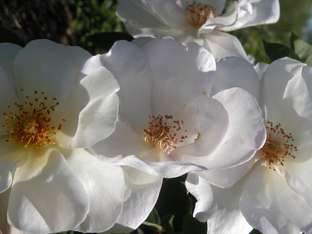 Rose : Autumn Delight