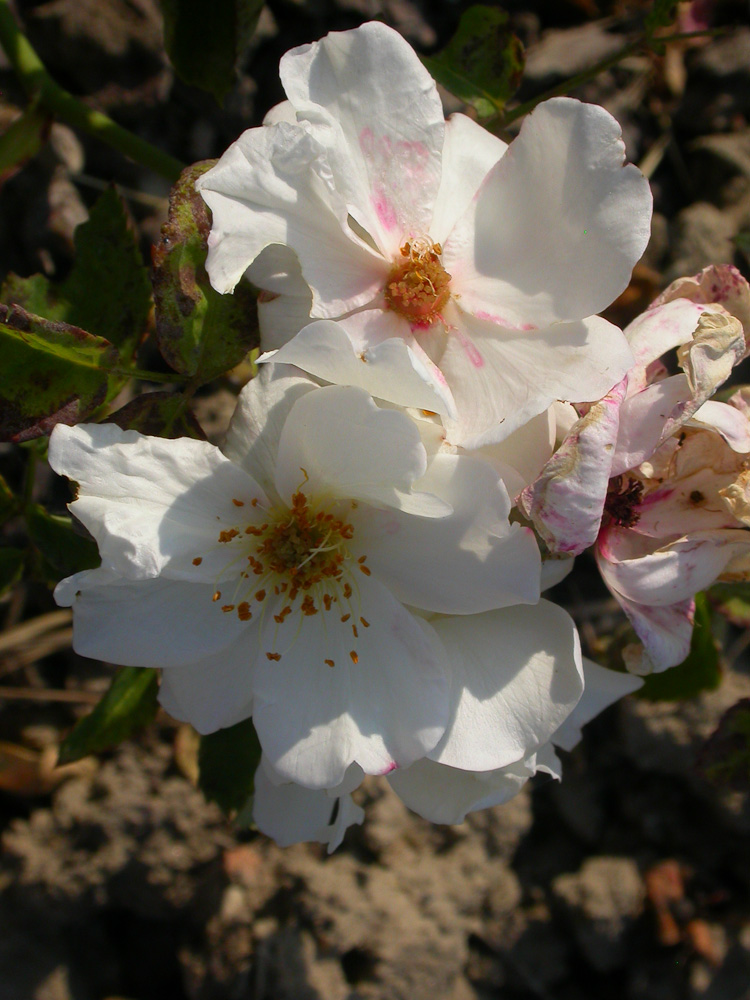 Rose : Autumn Delight
