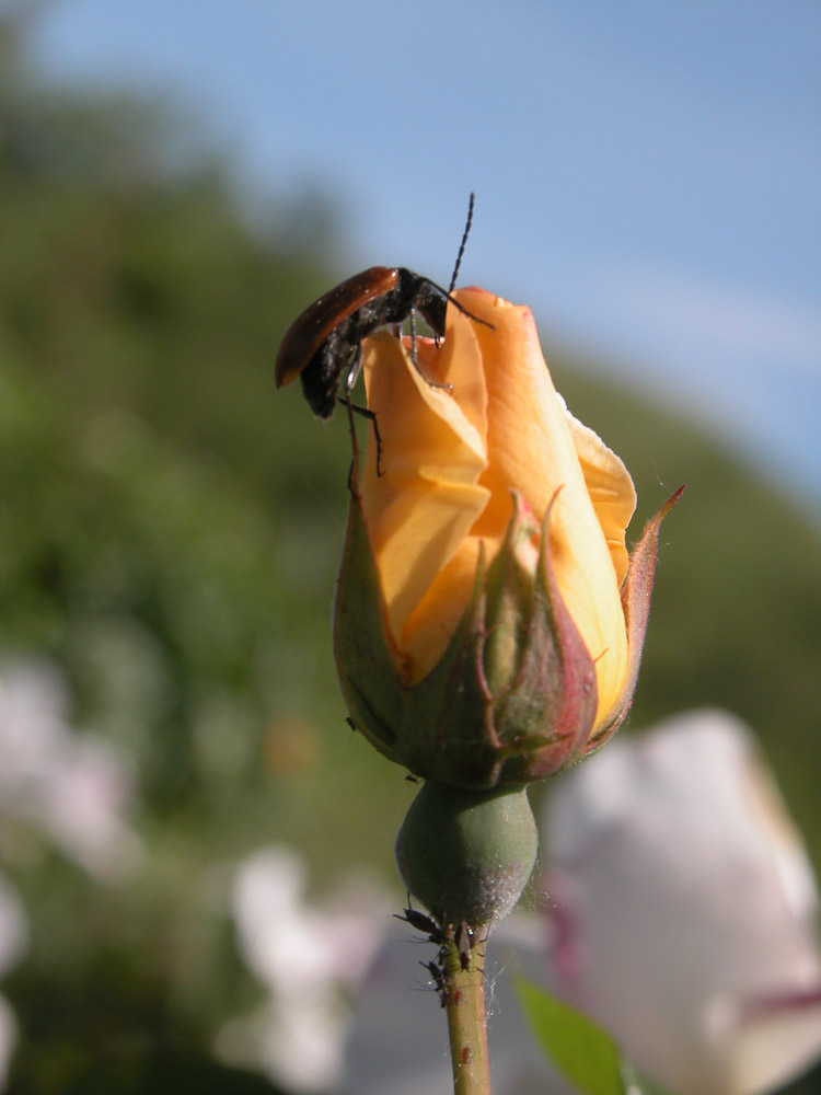 Rose : Autumn Delight