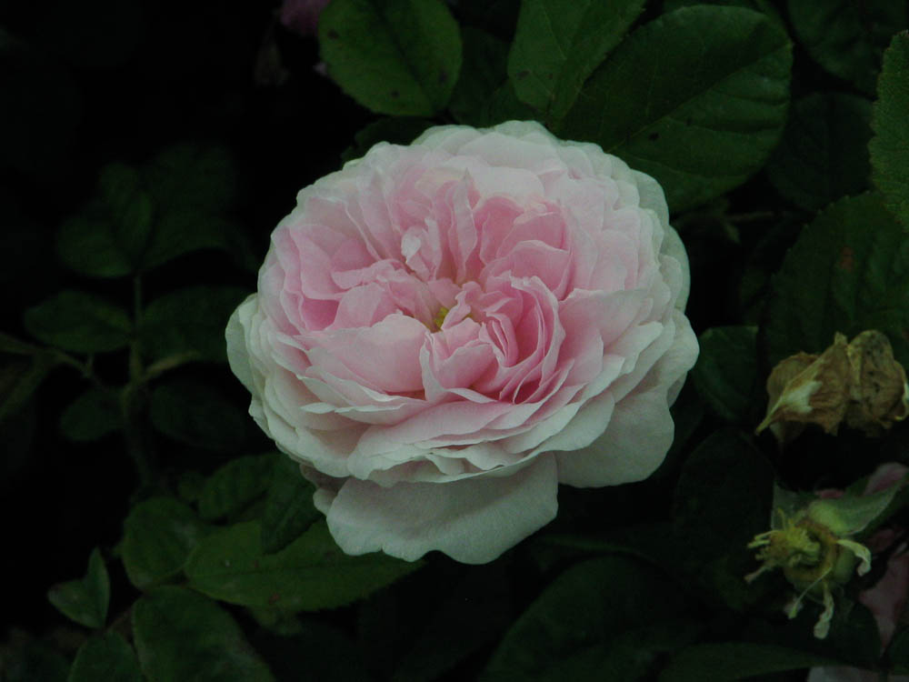 Rose : Belle Isis