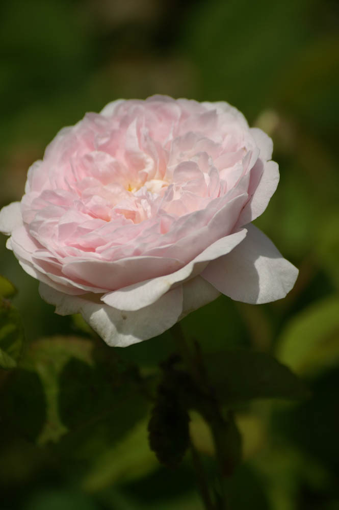 Rose : Belle Isis