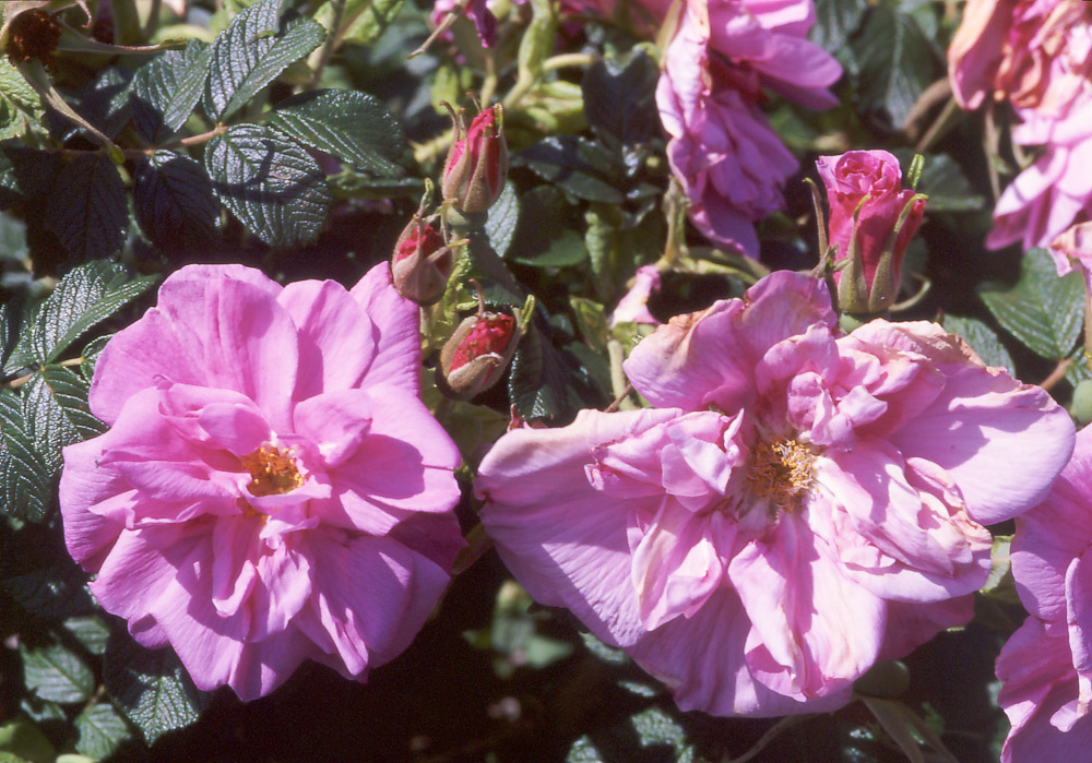 Rose : Belle Poitevine