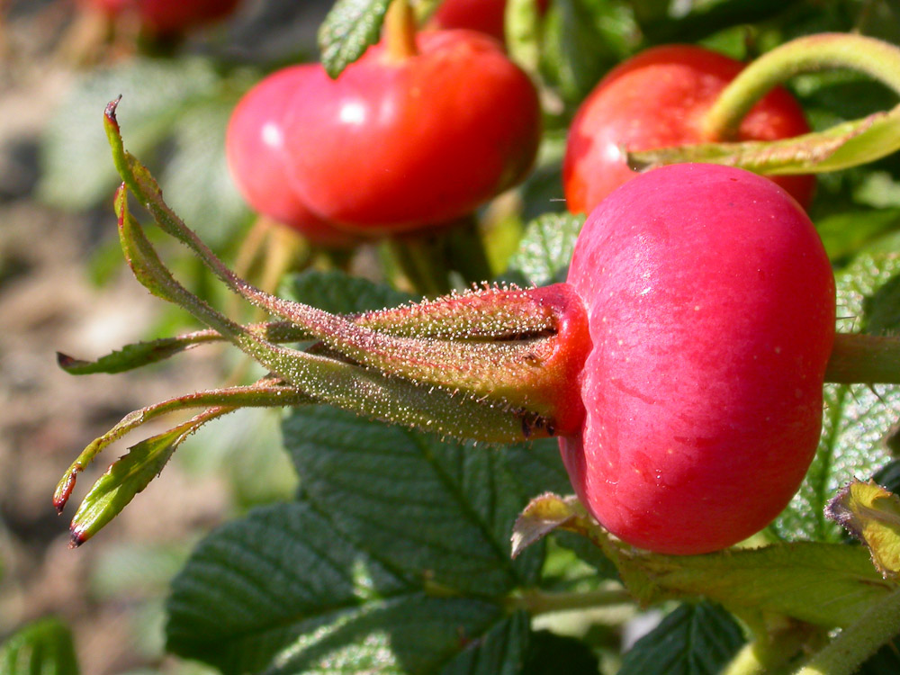 Rose : Belle Poitevine