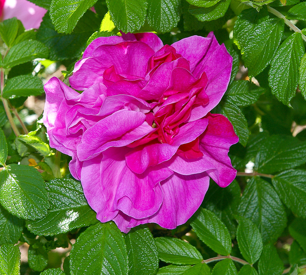 Rose : Belle Poitevine