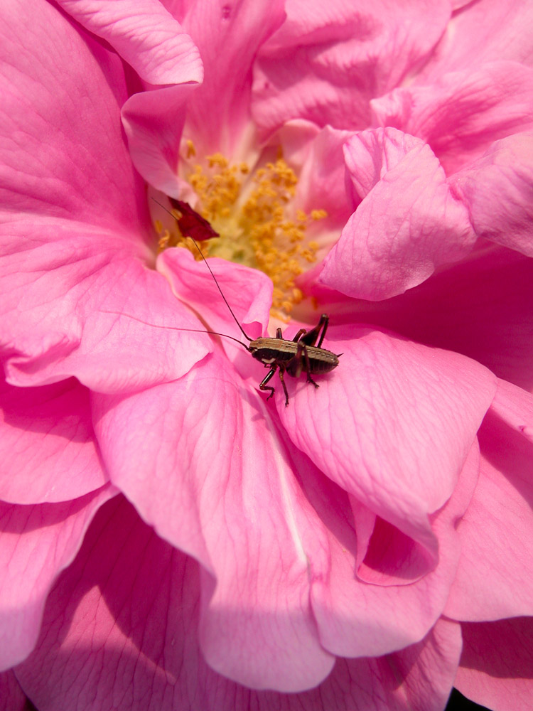 Rose : Belle Poitevine