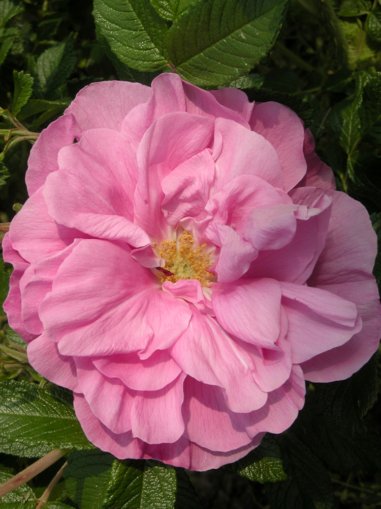 Rose : Belle Poitevine