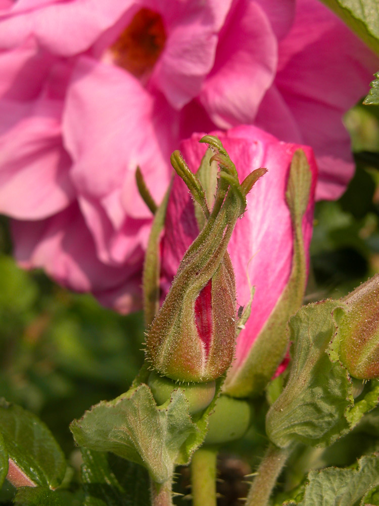 Rose : Belle Poitevine