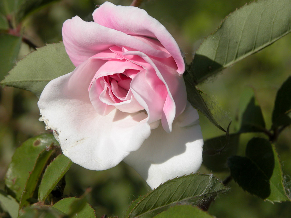 Rose : Blairii No. 2