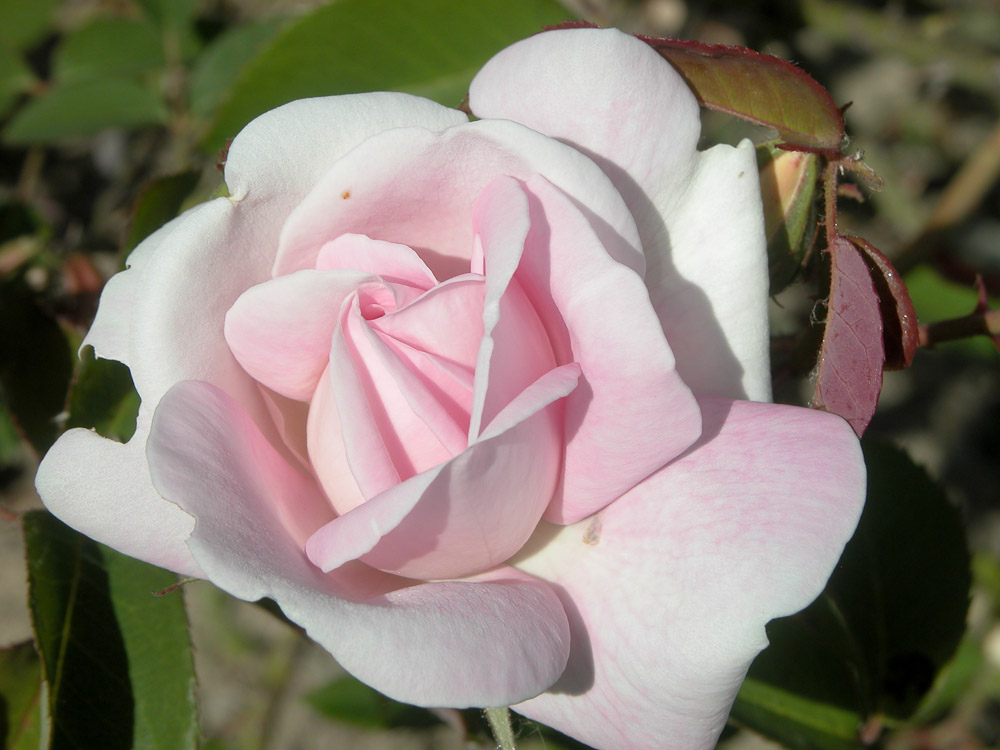 Rose : Blairii No. 2