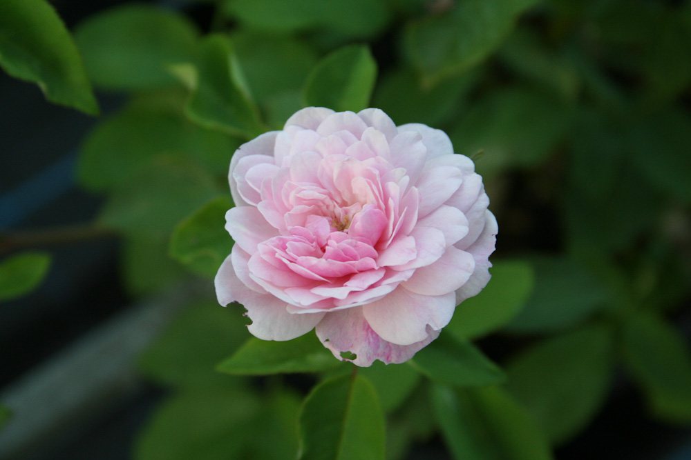 Rose : Blush Noisette