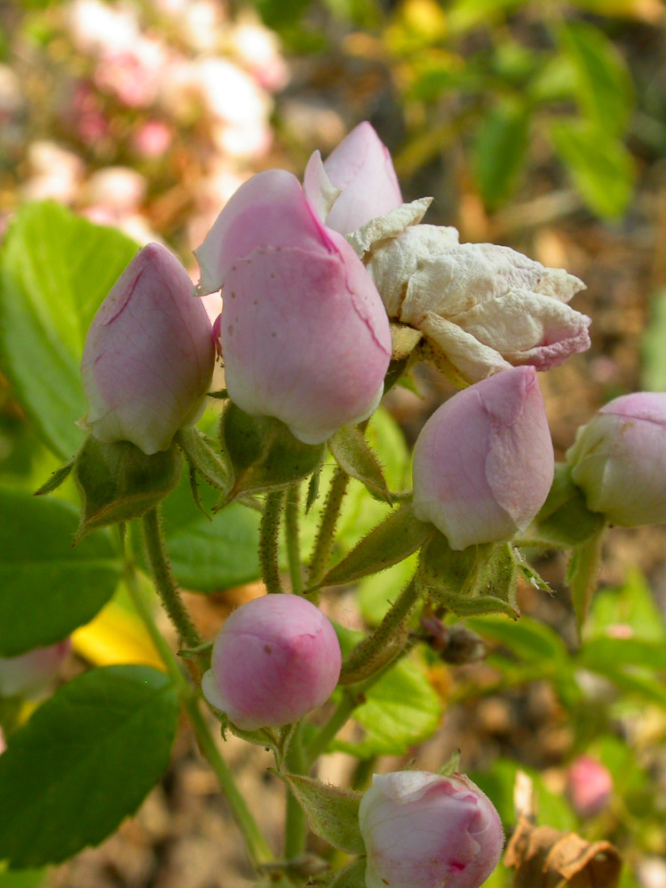 Rose : Blush Rambler