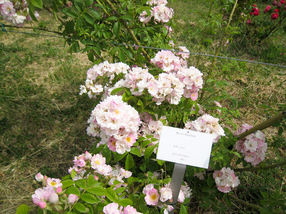 Rose : Blush Rambler