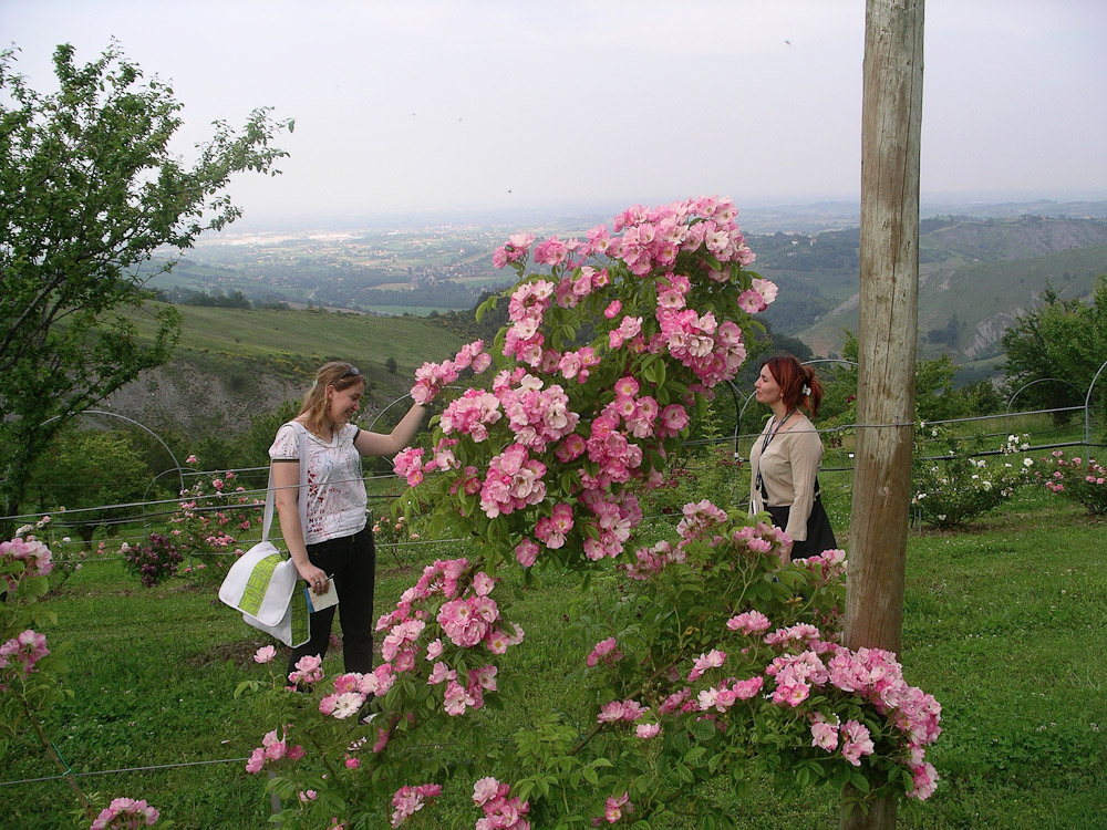 Rose : Blush Rambler