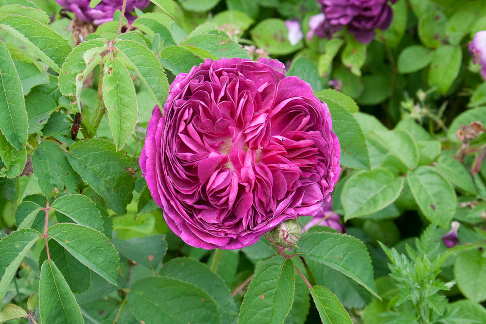 Rose : Cardinal de Richelieu