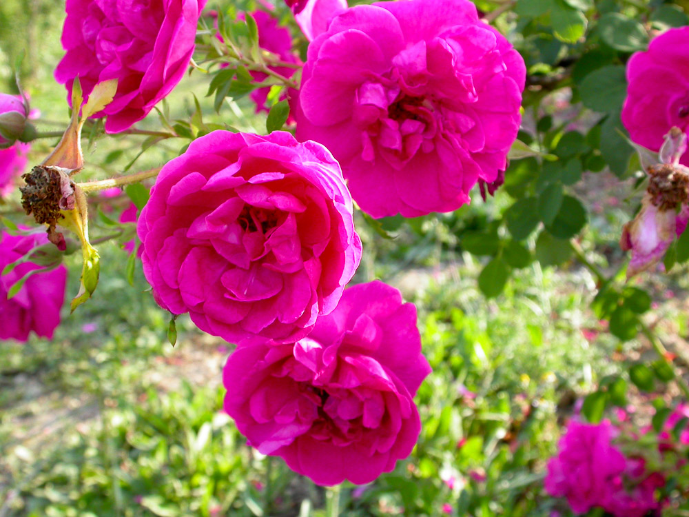 Rose : Cerise Bouquet