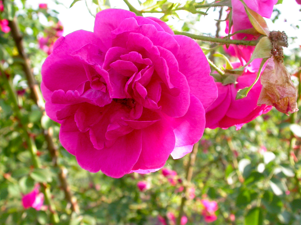 Rose : Cerise Bouquet