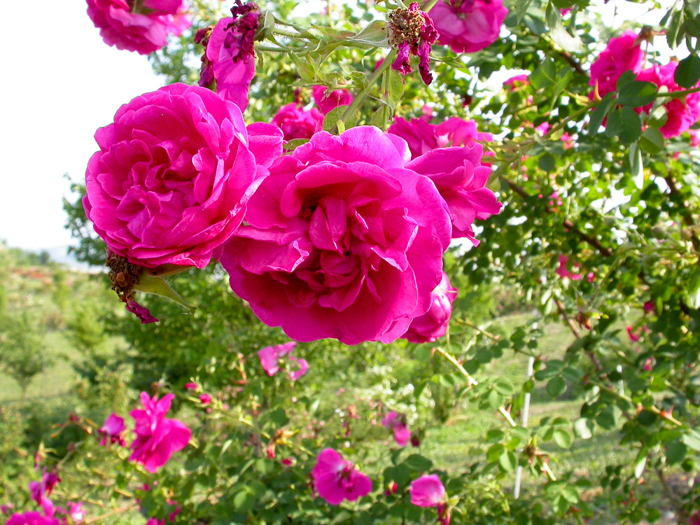 Rose : Cerise Bouquet