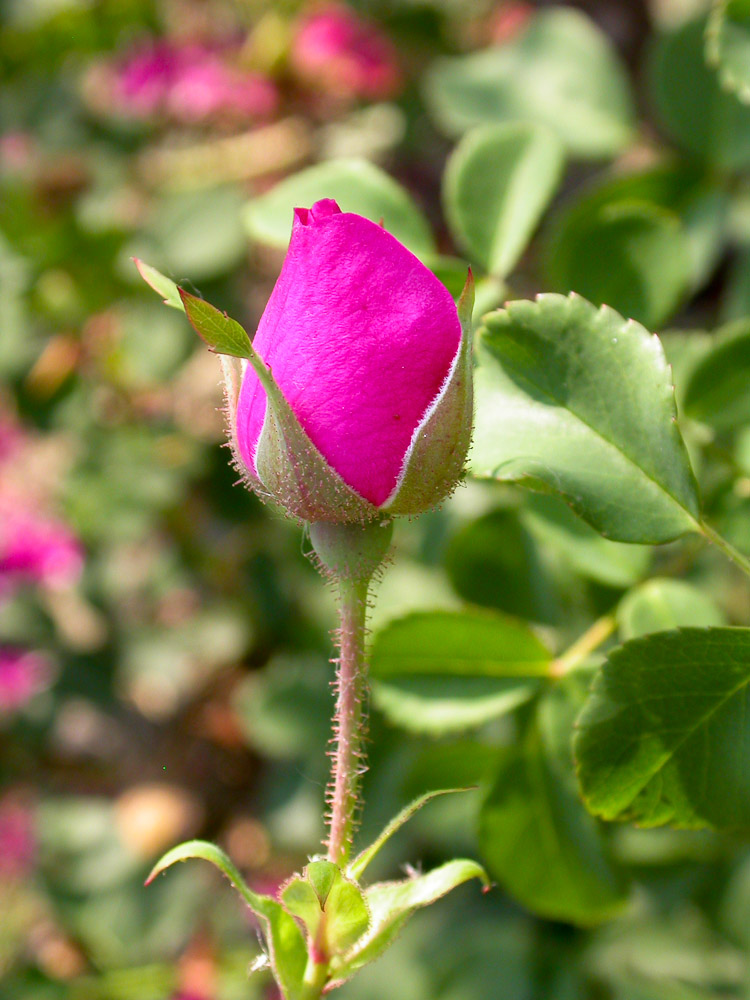 Rose : Cerise Bouquet