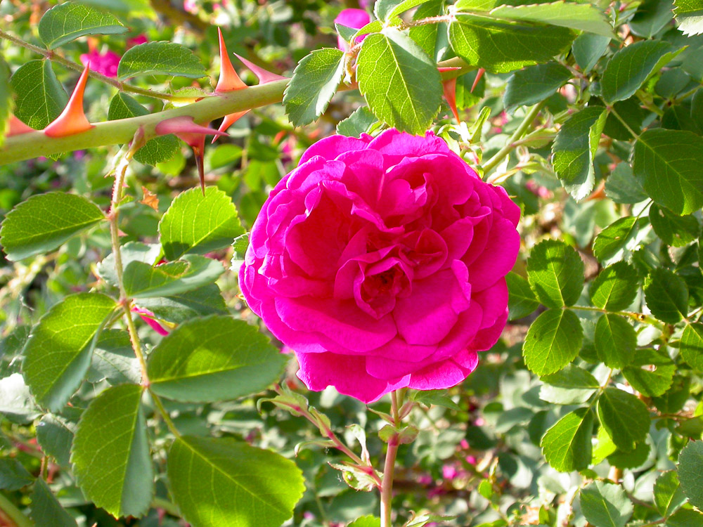 Rose : Cerise Bouquet