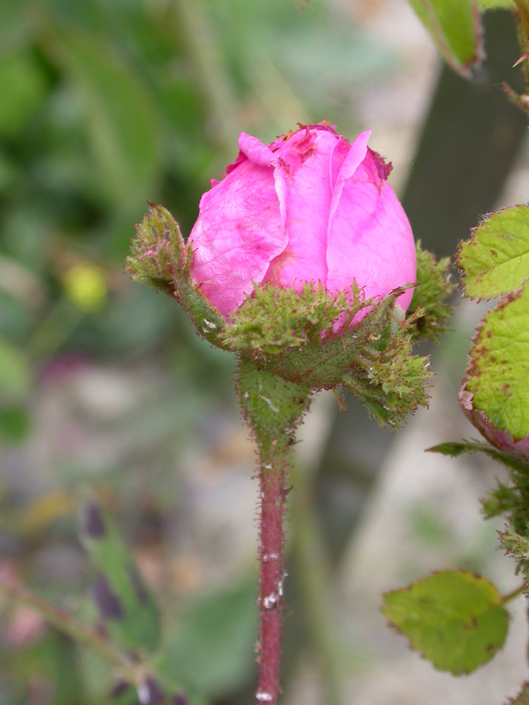 Rose : Chapeau de Napoleon