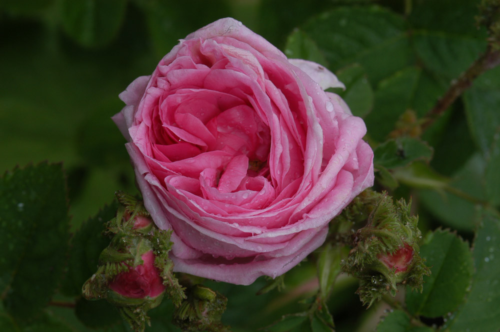 Rose : Chapeau de Napoleon