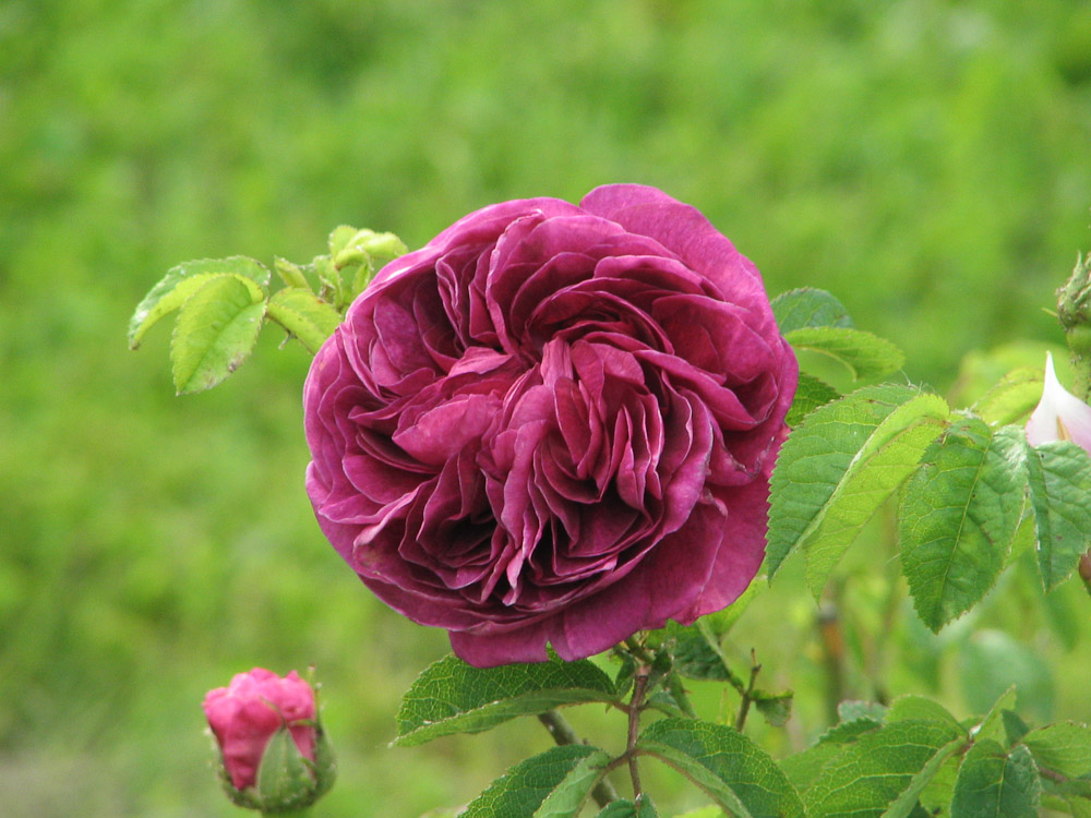 Rose : Charles de Mills
