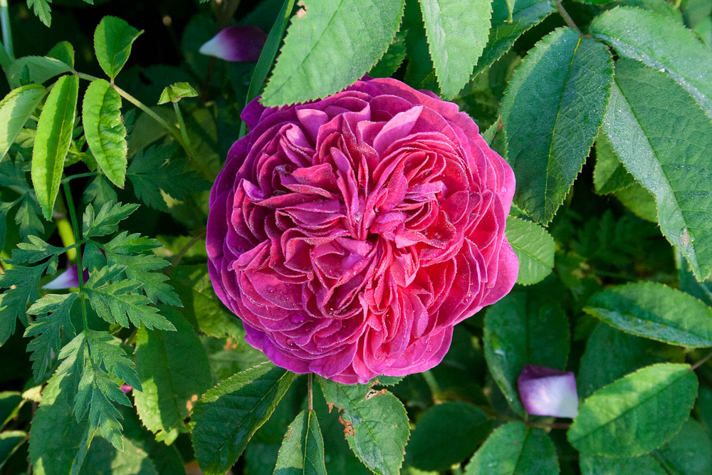 Rose : Charles de Mills