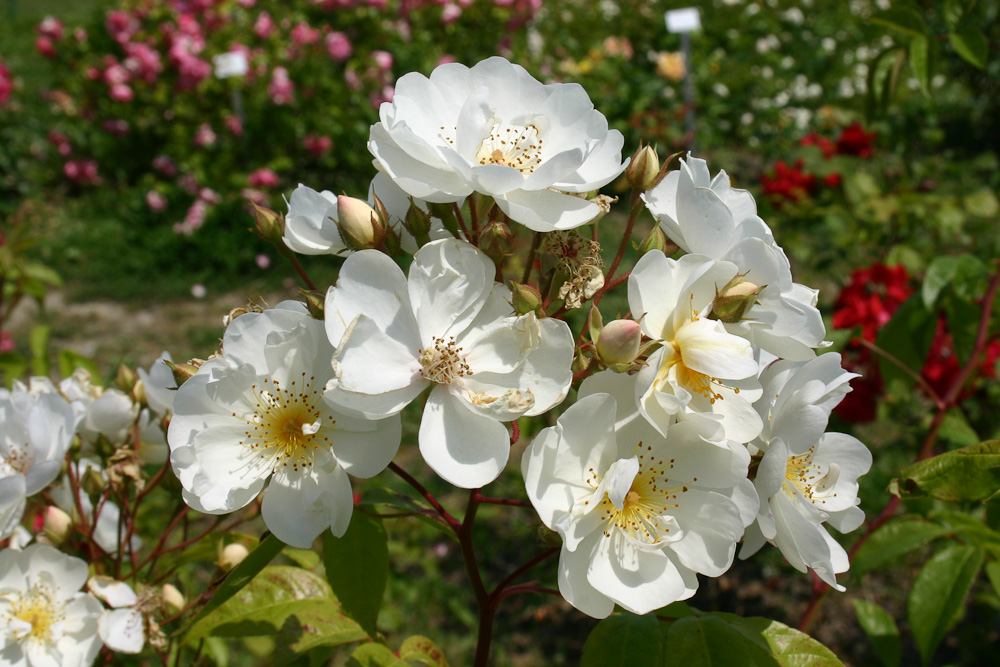 Rose : City of York
