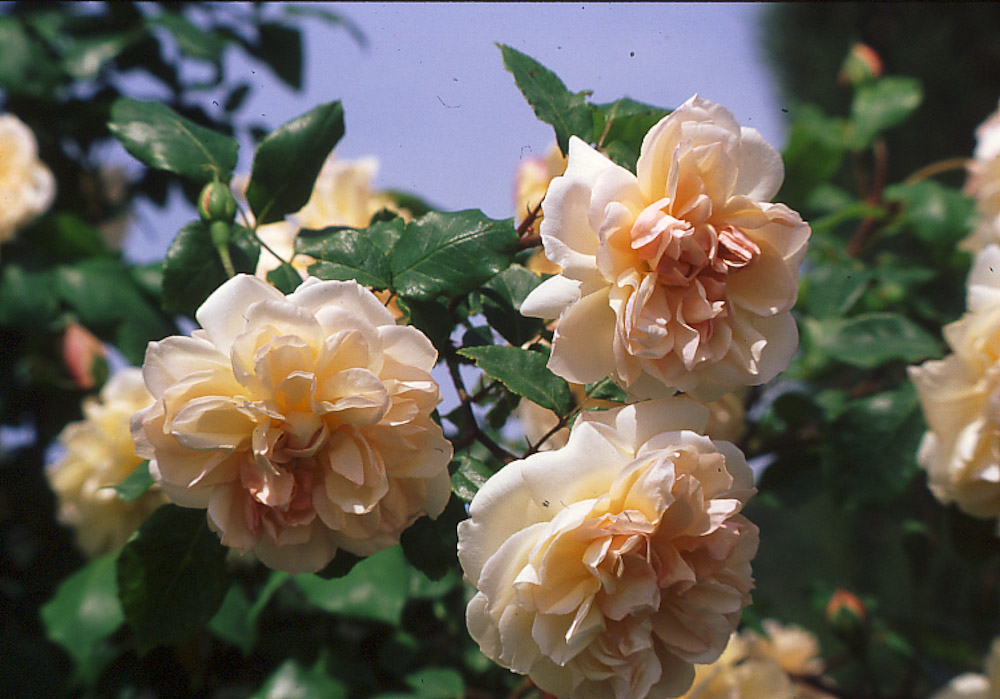 Rose : Jaune Desprez