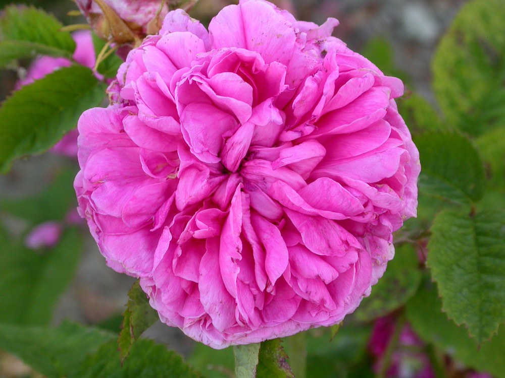 Rose : Duchesse de Rohan