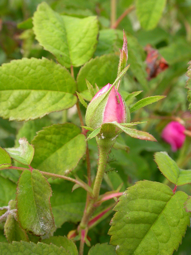 Rose : Duchesse de Rohan
