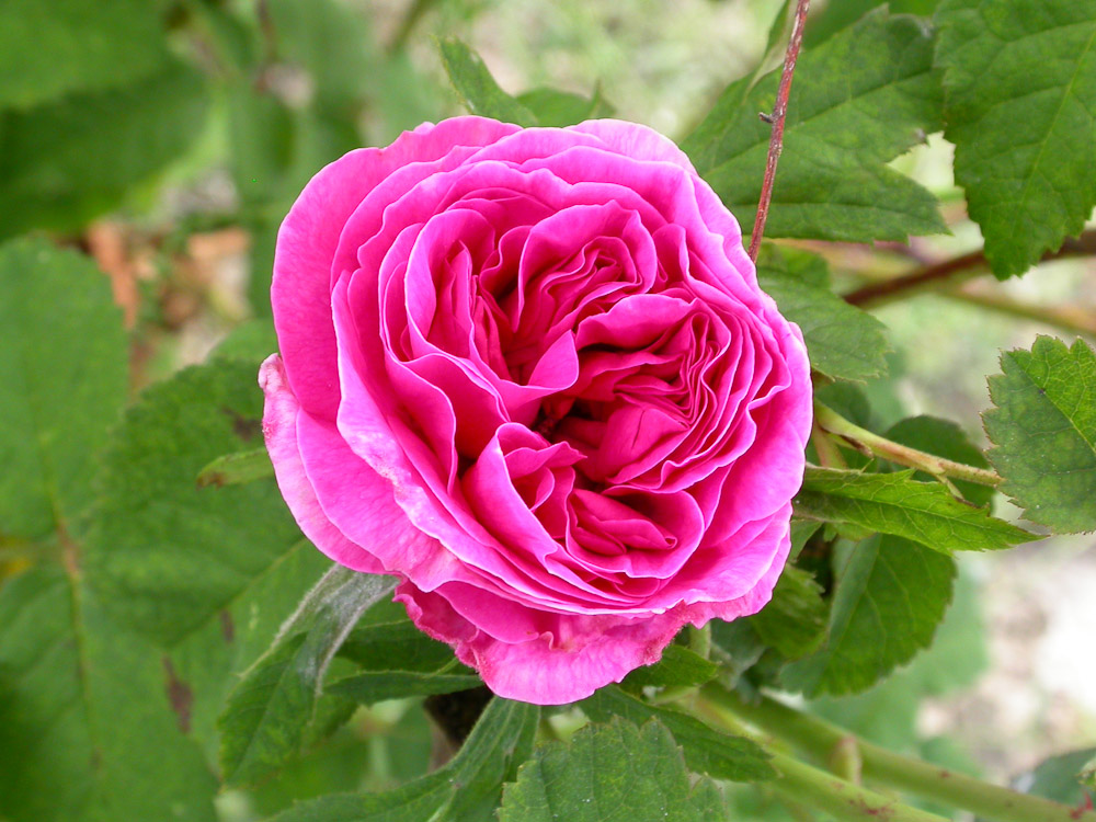 Rose : Duchesse de Rohan