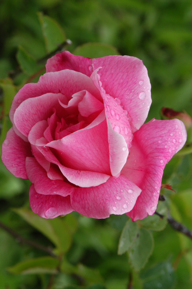 Rose : Duke of York