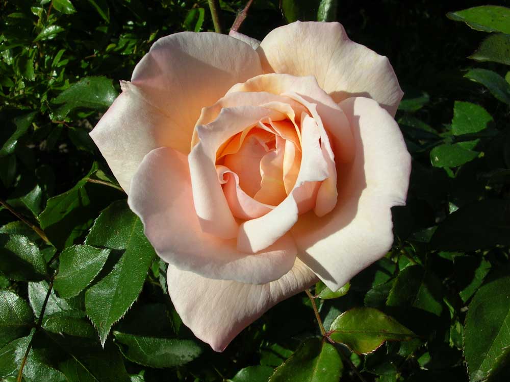 Rose : Everest Double Fragrance