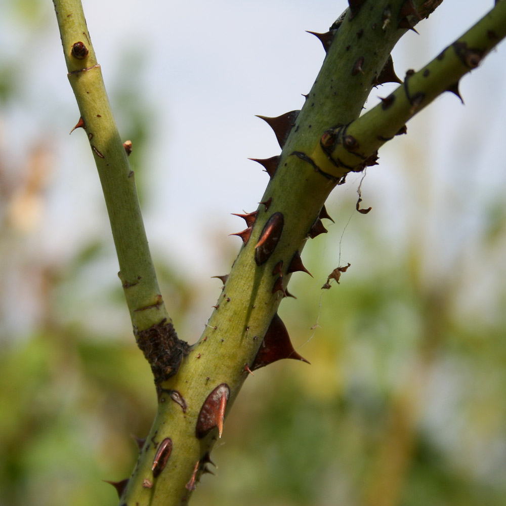 Rose : Everest Double Fragrance