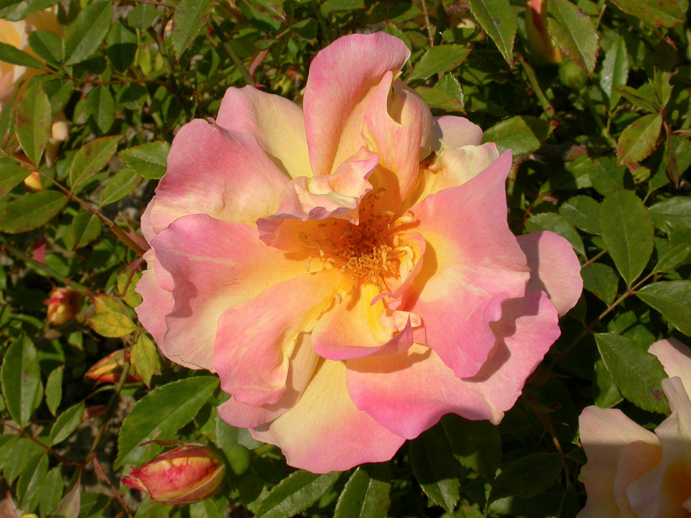 Rose : Fortune's Double Yellow