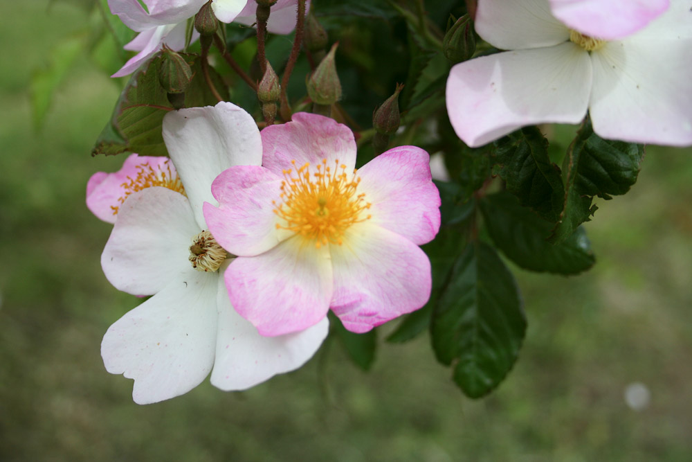 Rose : Francis E. Lester