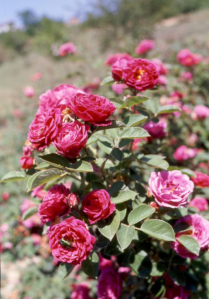 Rose : Gipsy Boy