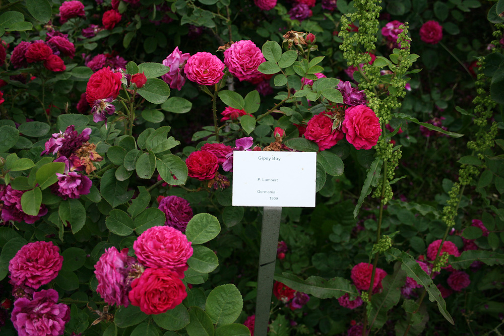 Rose : Gipsy Boy